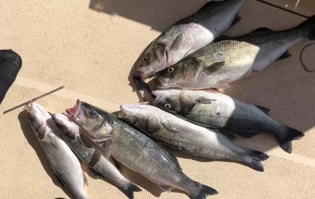 Sea Fishing in Croatia: Best places to go fishing in Croatia