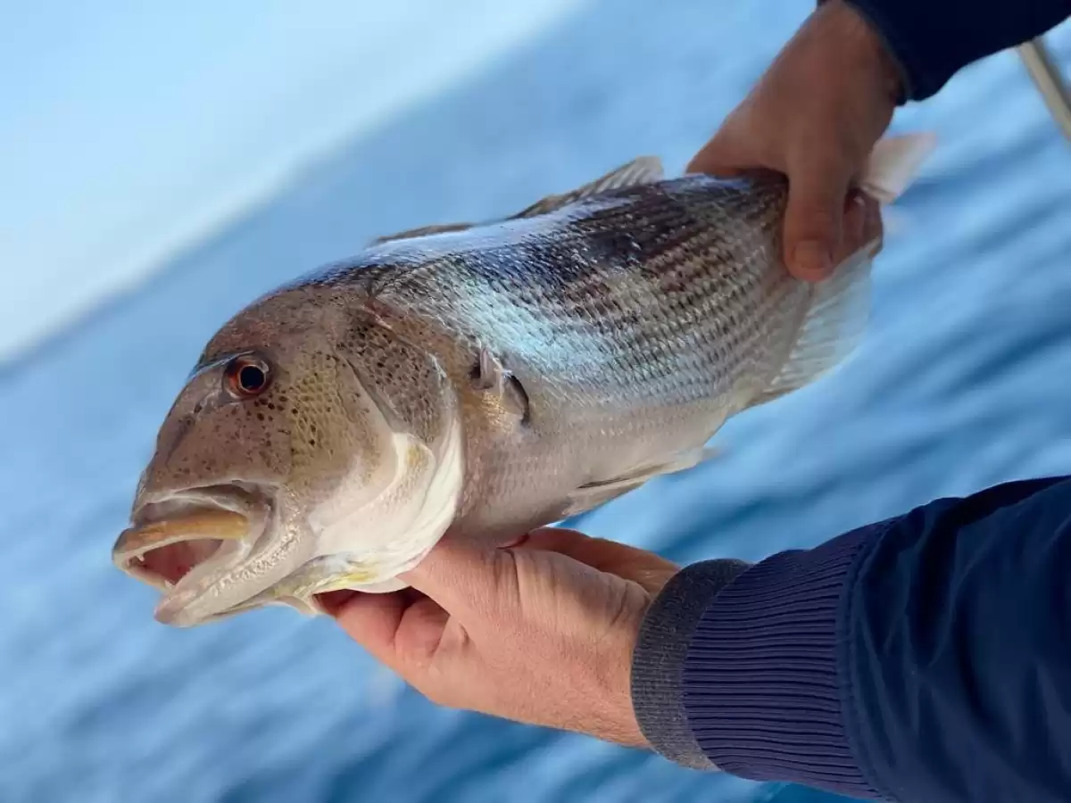 Sea Fishing in Croatia: Best places to go fishing in Croatia