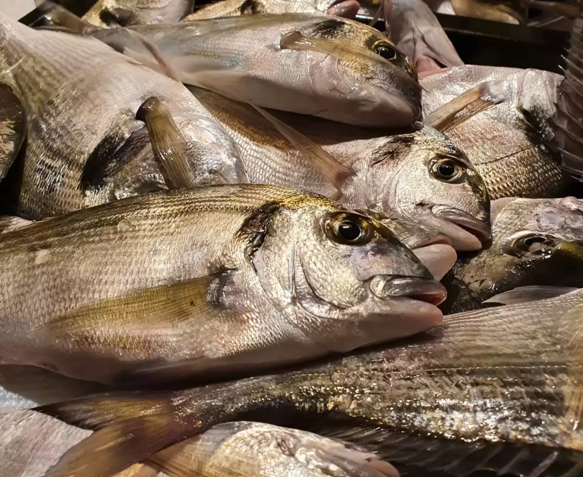 Sea Fishing in Croatia: Best places to go fishing in Croatia